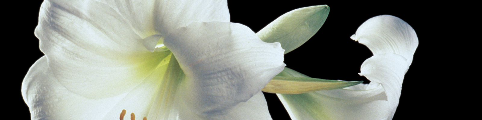 Holy Week and Easter Celebrations in the Episcopal Diocese of Fort ...