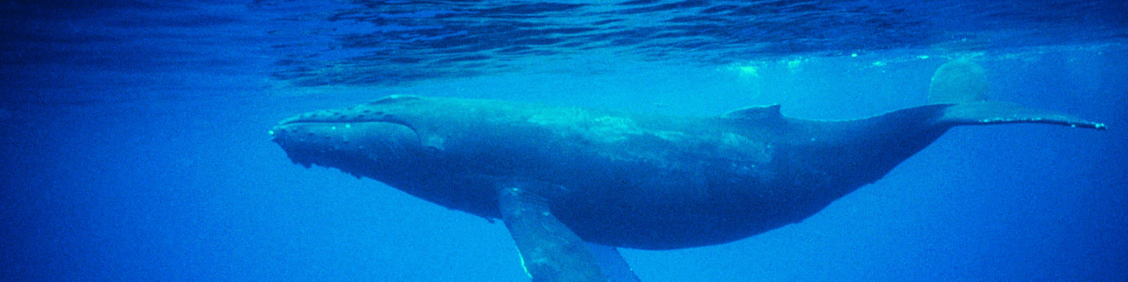 Scam alert! Phishing/whaling scammers trying again. Here's how to fight ...