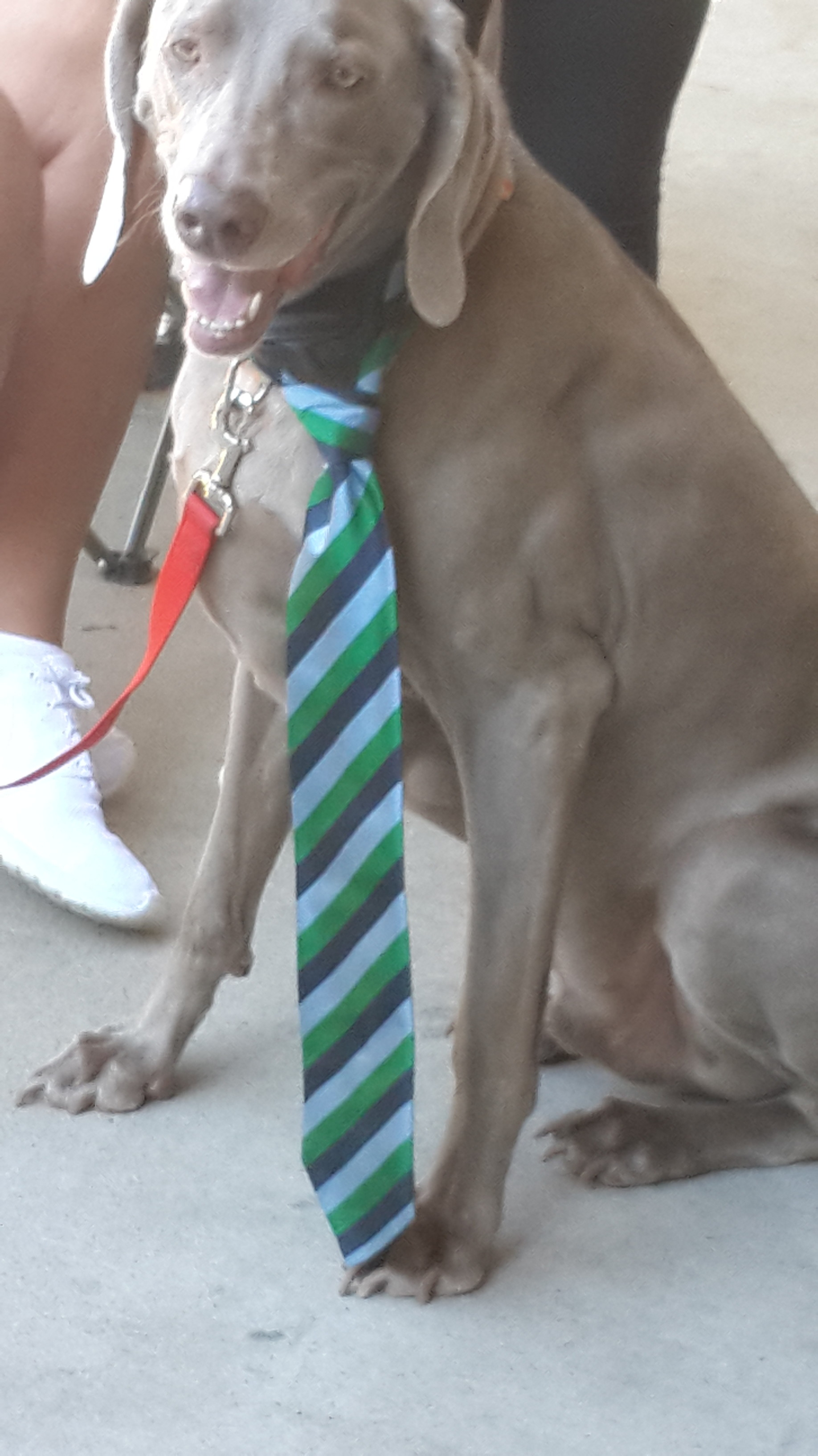 Church in the park, animal blessing - The North Region of the Episcopal ...